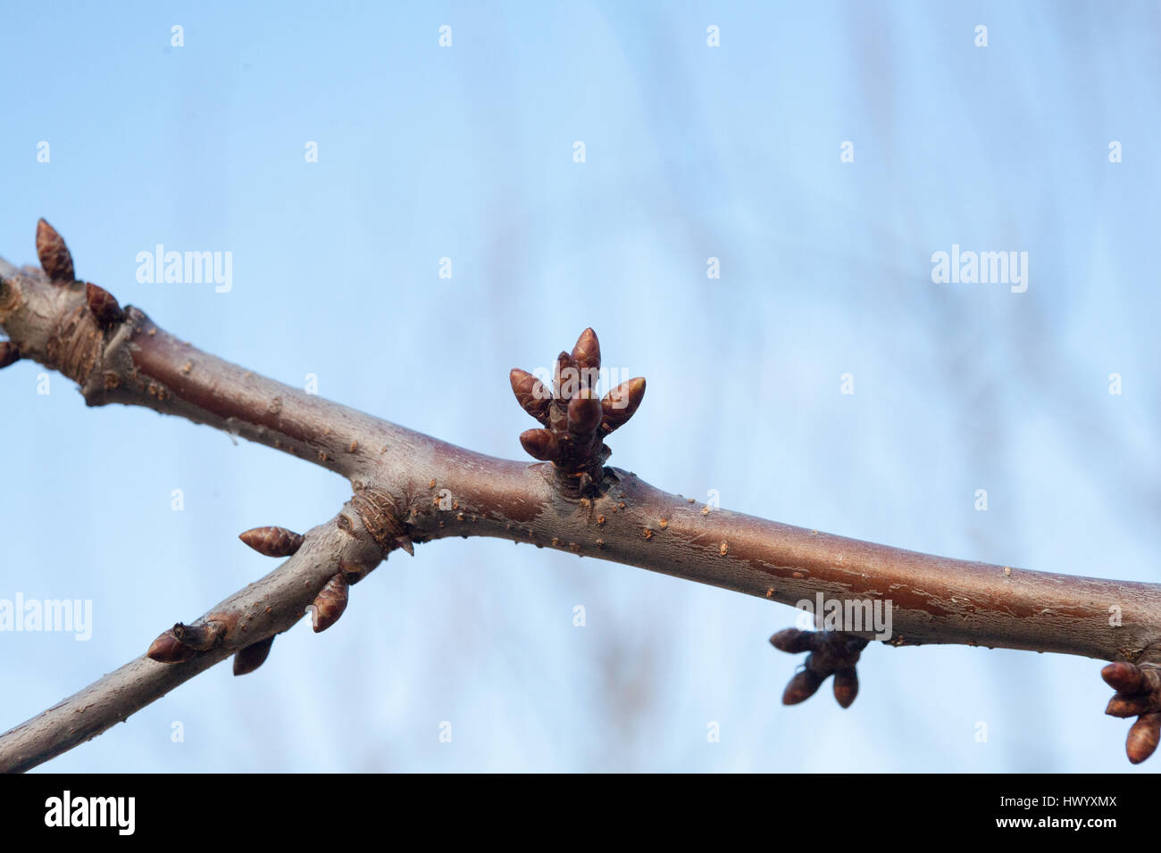 tree buds come alive and swollen in the early spring before flowering ...