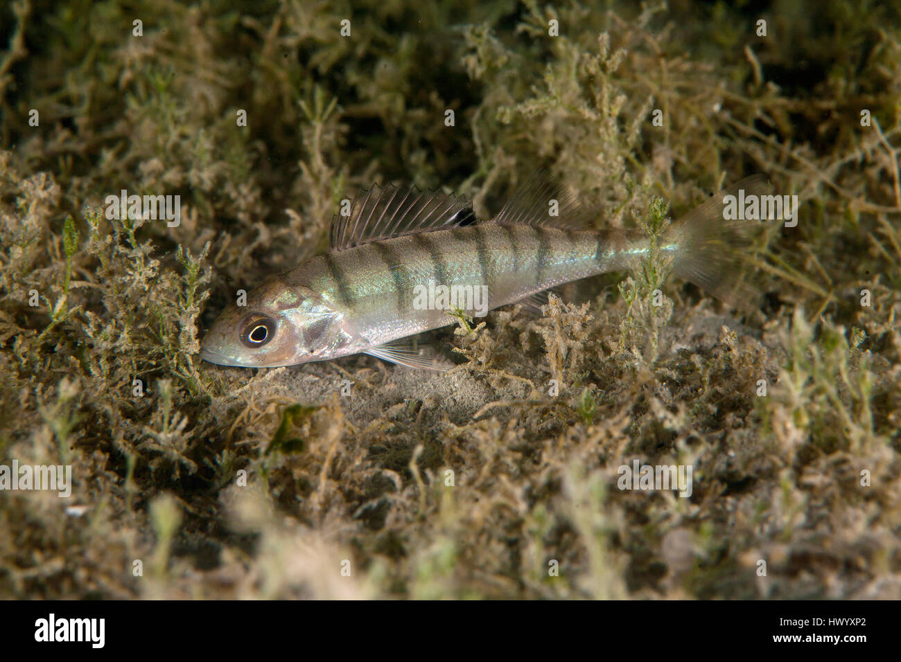 Young perch fish hi-res stock photography and images - Alamy
