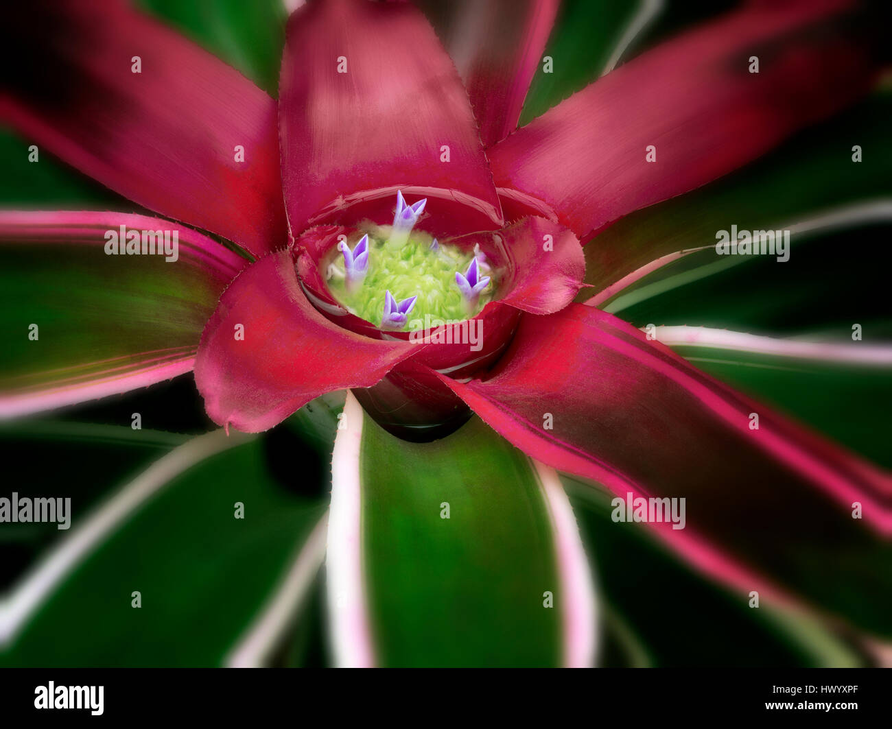 Close up of Bromeliad. (Bromeliad neoregelia Stock Photo - Alamy