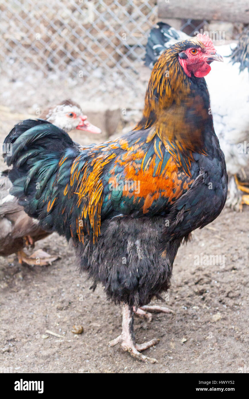 Beautiful cock for horoscope, rooster head as a symbol of the Chinese ...