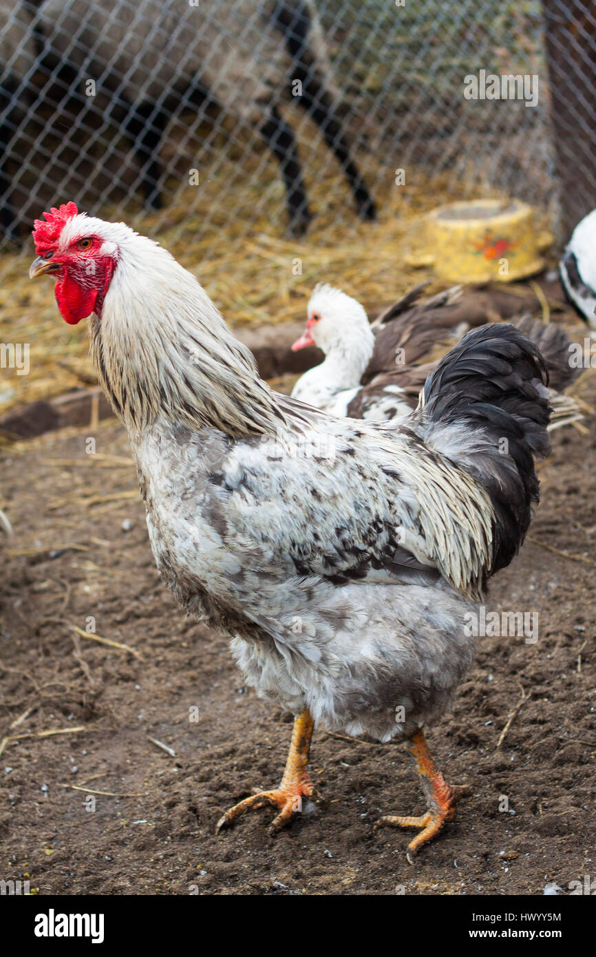 Beautiful cock for horoscope, rooster head as a symbol of the Chinese ...