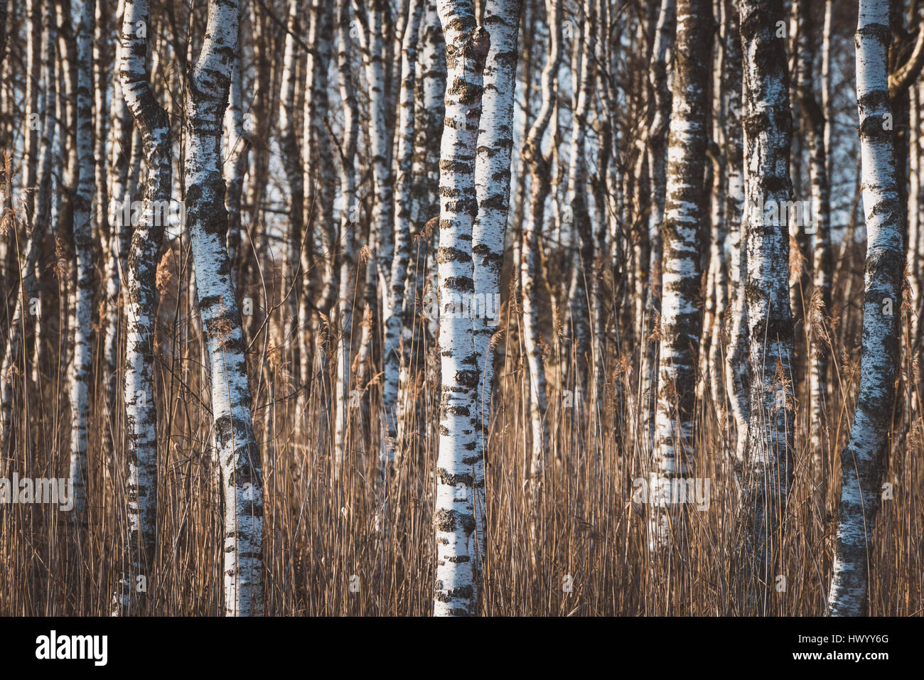 Birch frame hi-res stock photography and images - Alamy