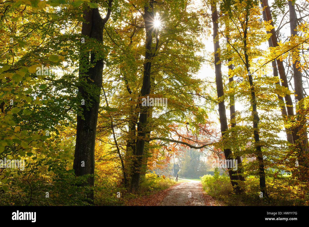 Germany, Bavaria, Bernried, forest path in autumn Stock Photo - Alamy