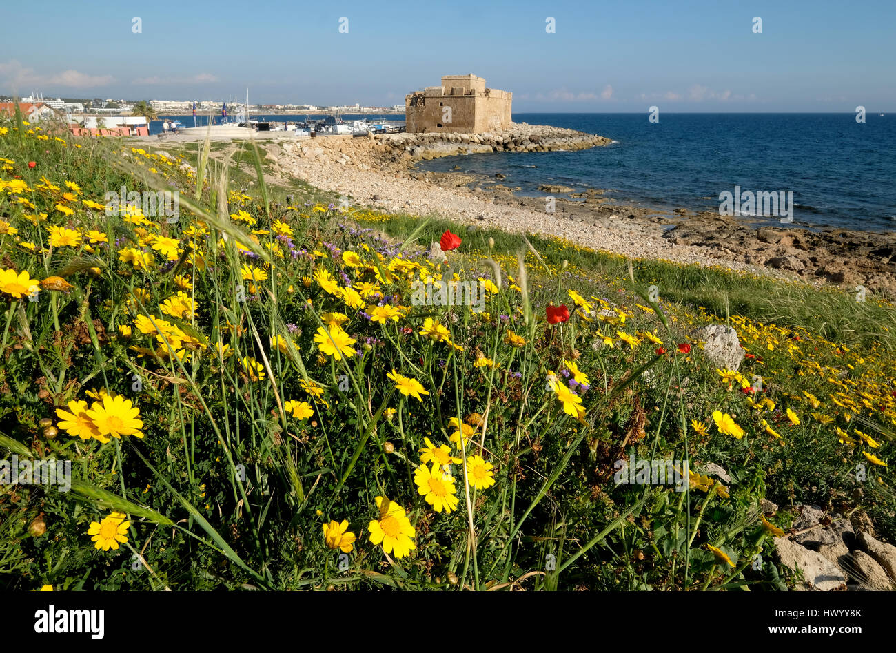 Paphos in springtime, Paphos Fort (Castle) with a bank of Crown Daisy ...