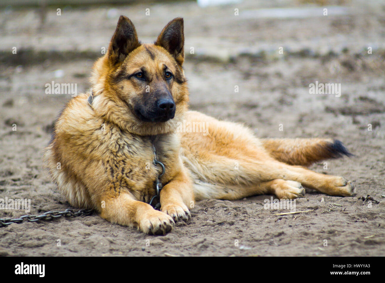 German Shepherd dog guarding the house and protects the host Stock ...