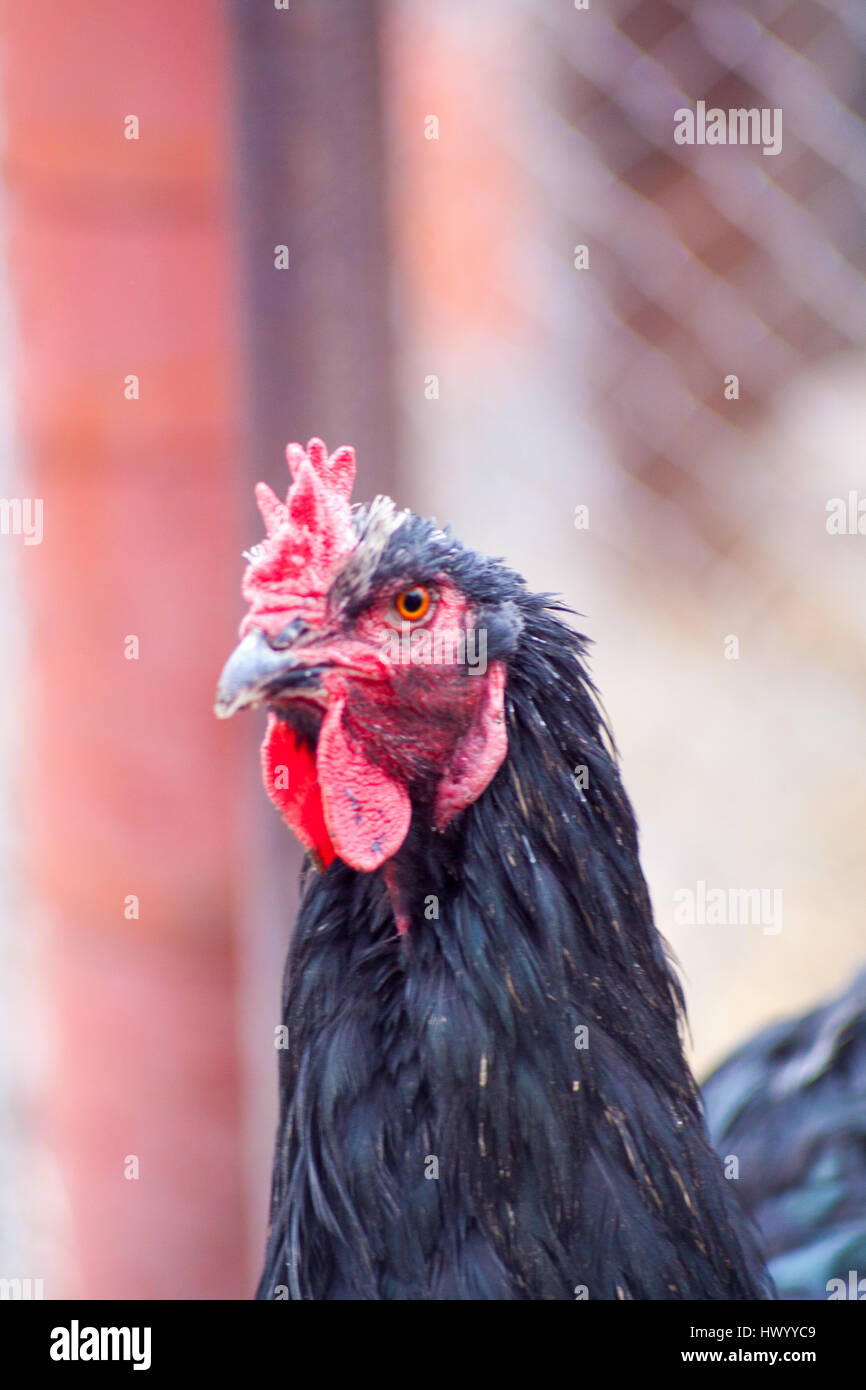 Beautiful cock for horoscope, rooster head as a symbol of the Chinese ...