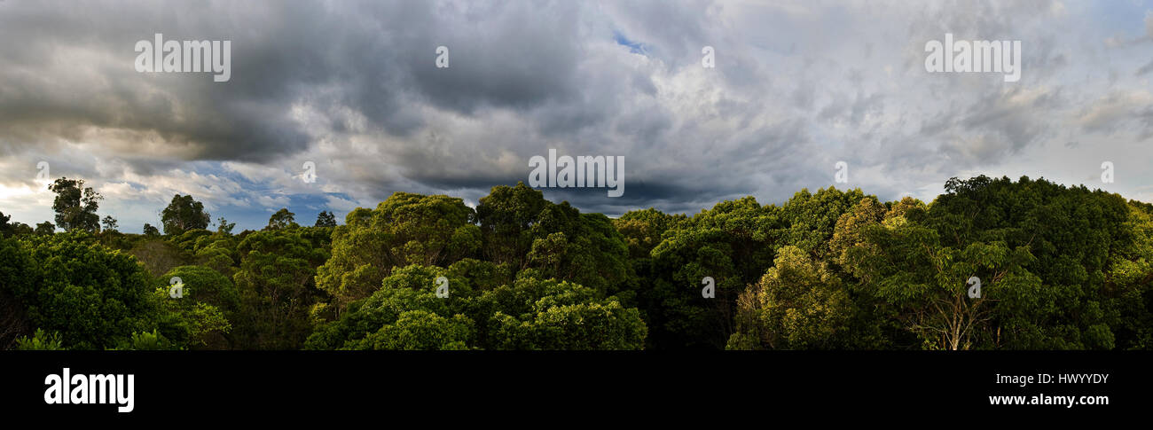Rainforest & sand dunes in the Amazon Stock Photo - Alamy