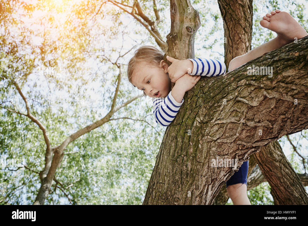 Climbing at the tree hi-res stock photography and images - Alamy
