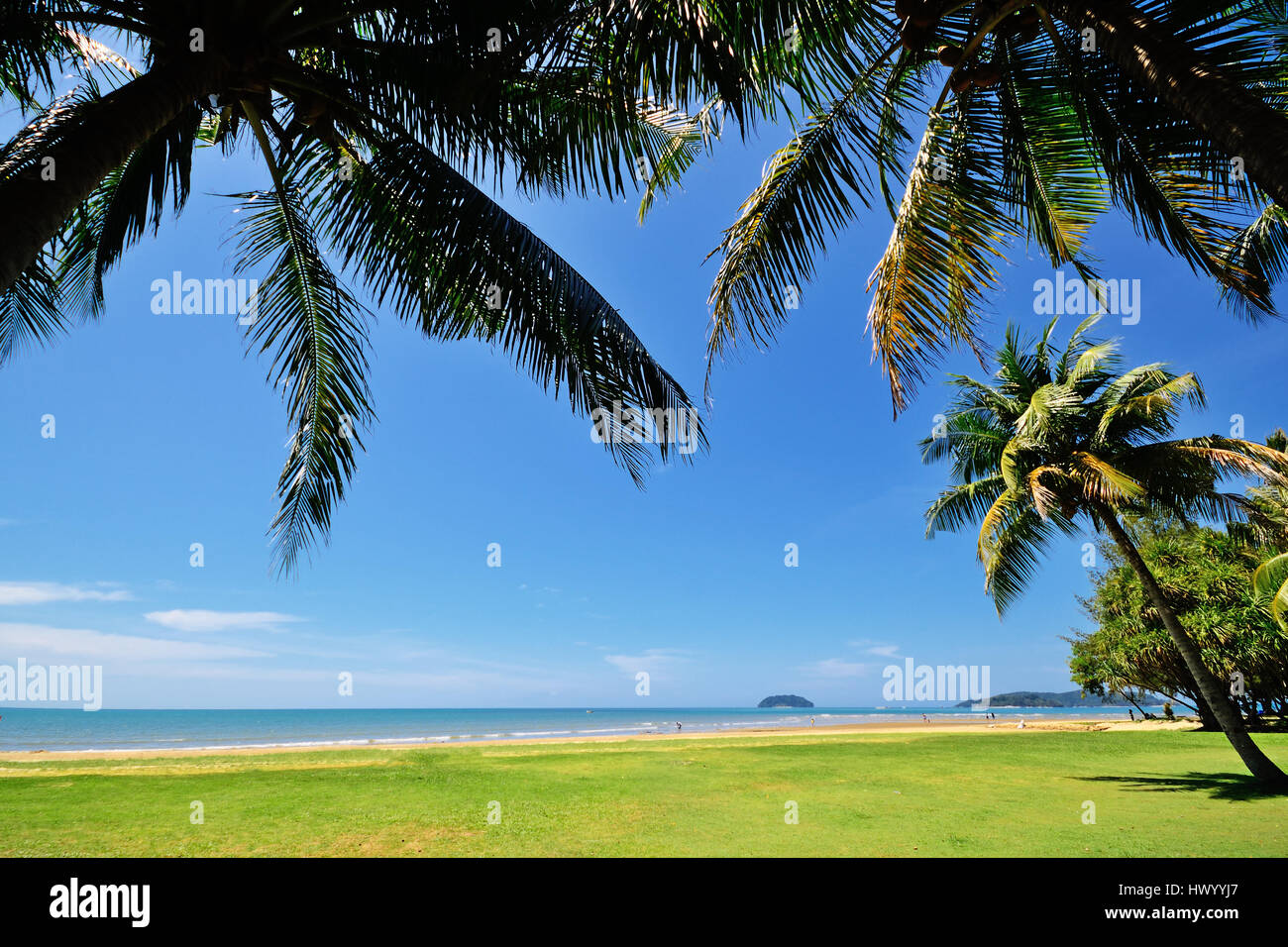 Coconut palm tree against blue sky background in Tanjung Aru beach ...