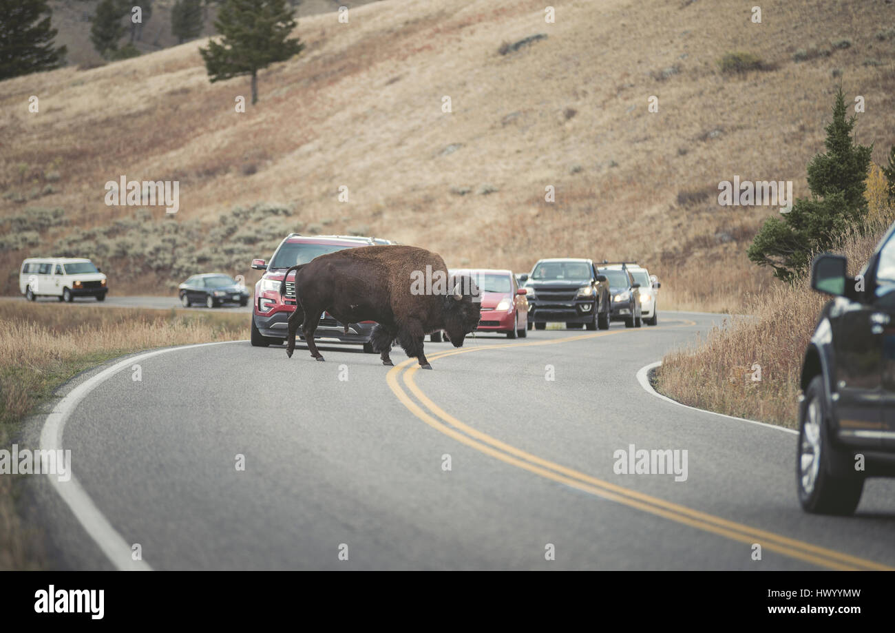 USA, Yellowstone National Park, Bison crossing road Stock Photo - Alamy