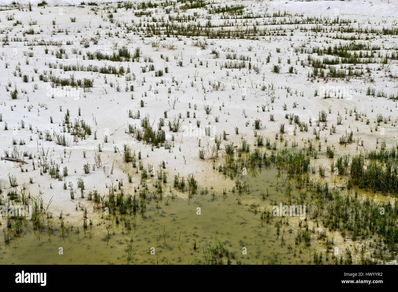 Rainforest & sand dunes in the Amazon Stock Photo - Alamy