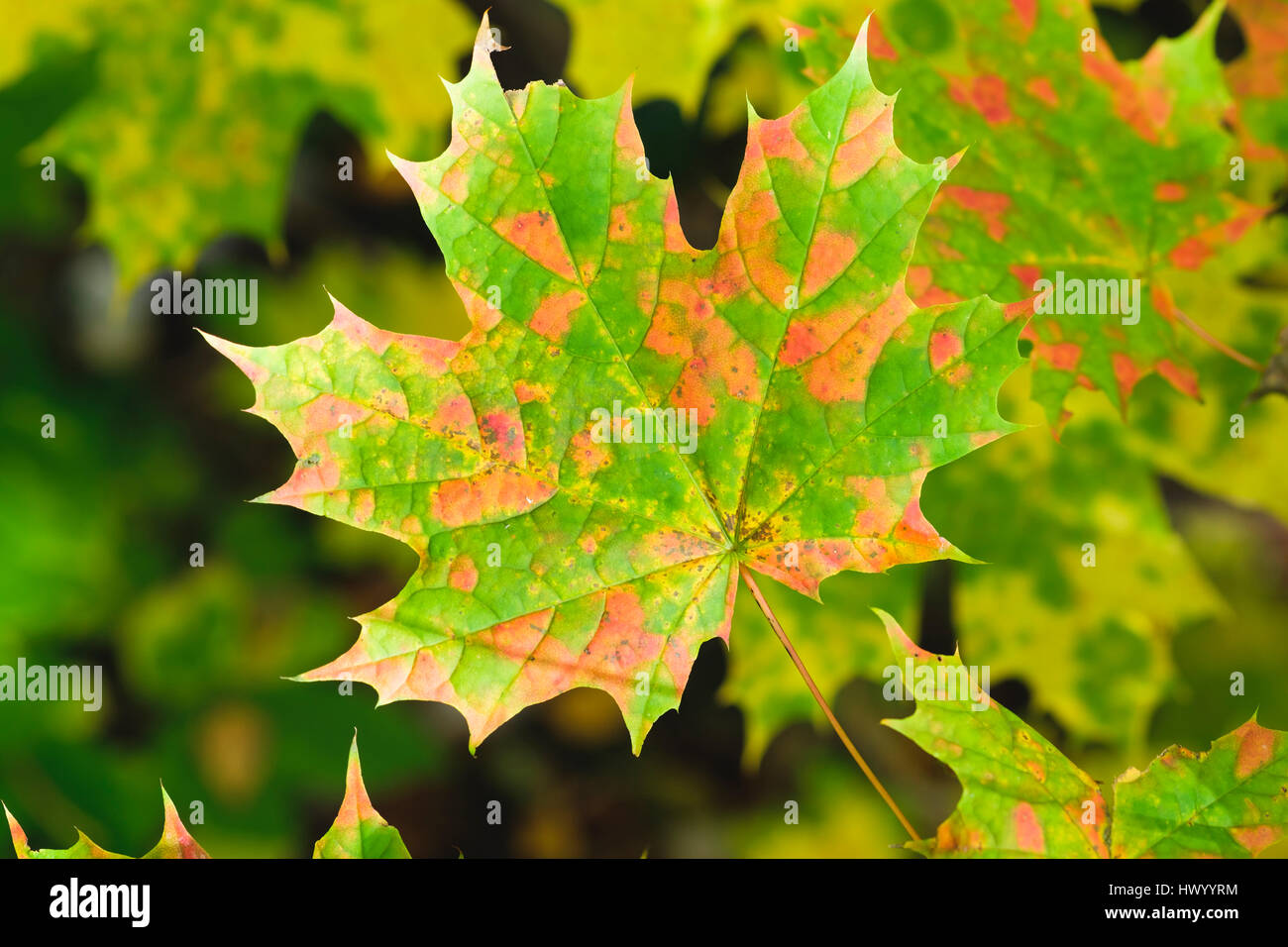 Norway maple leaf hi-res stock photography and images - Alamy