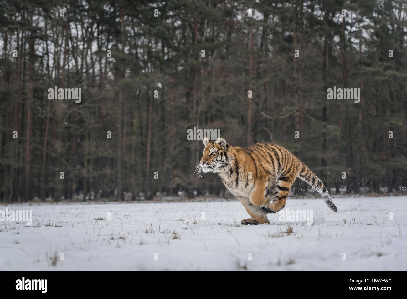 Young Siberian tiger hunting in snow Stock Photo - Alamy