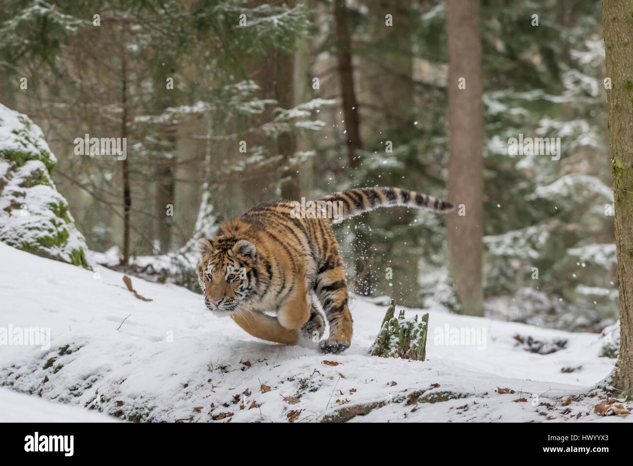 Siberian tiger snow tree hi-res stock photography and images - Alamy