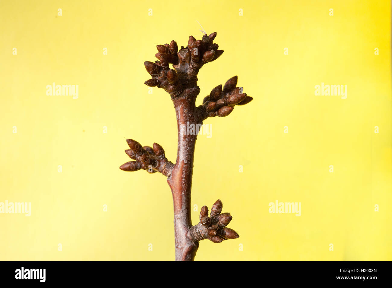tree buds come alive and swollen in the early spring before flowering ...