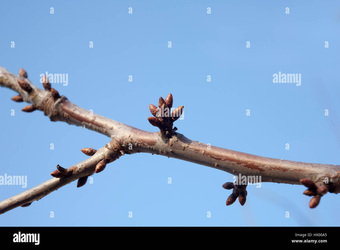 tree buds come alive and swollen in the early spring before flowering ...