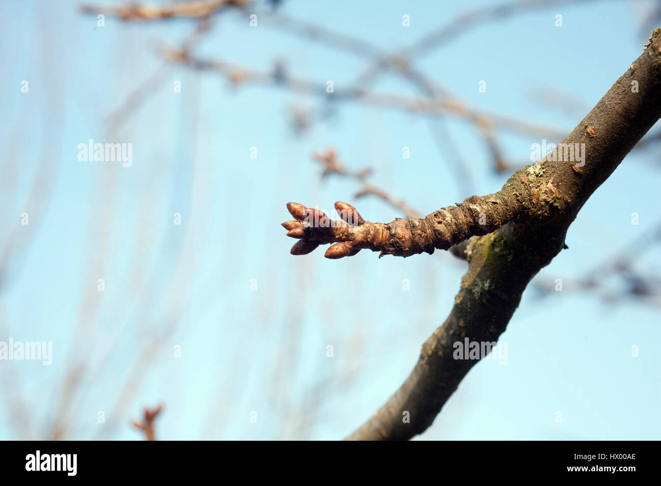 tree buds come alive and swollen in the early spring before flowering ...
