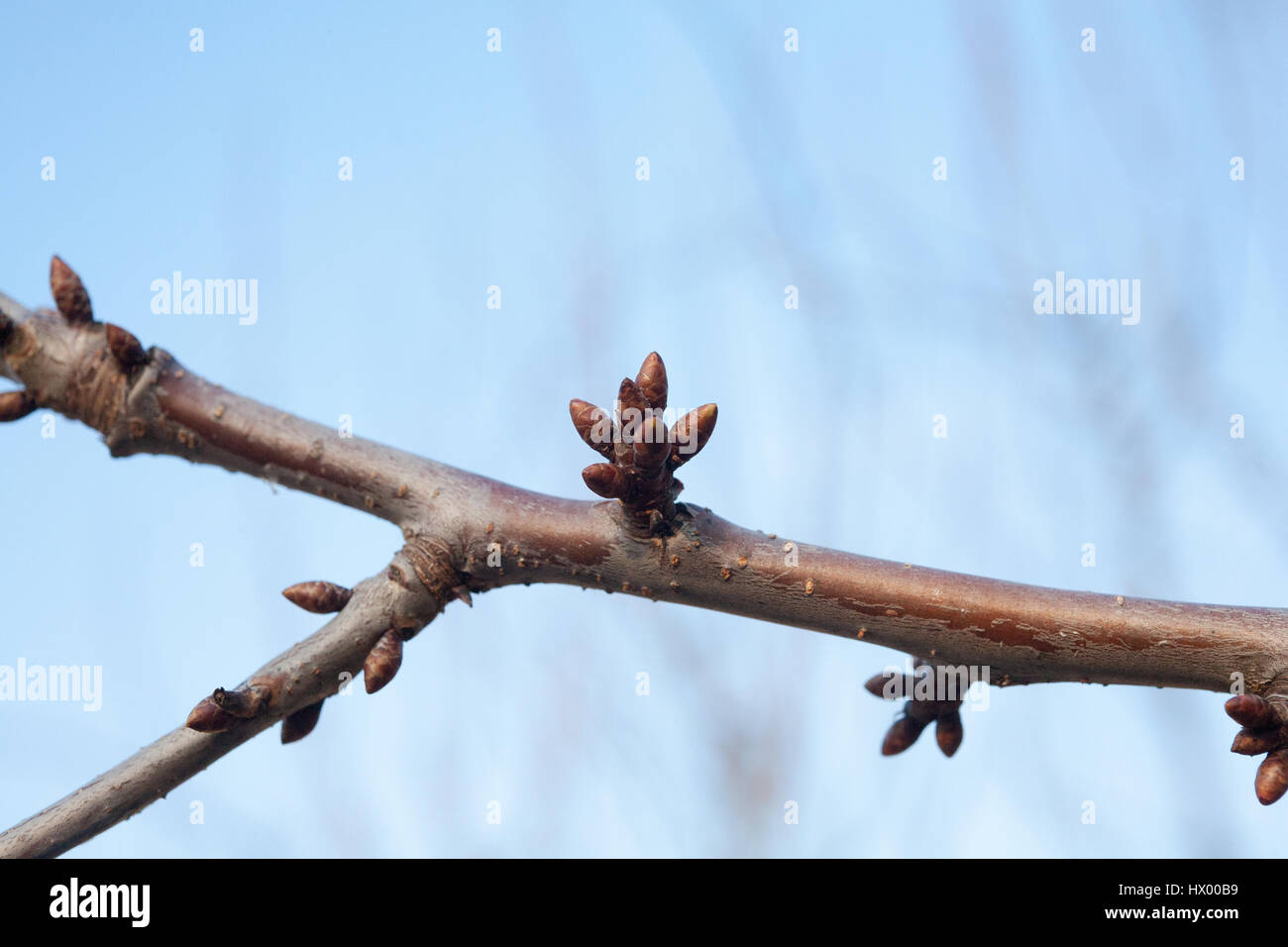 tree buds come alive and swollen in the early spring before flowering ...