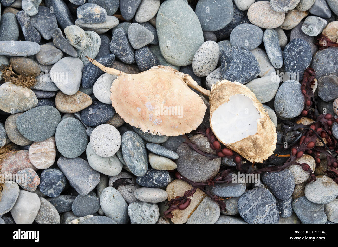 Crab shells and beach stones on Little Cranberry Island, Maine Stock ...