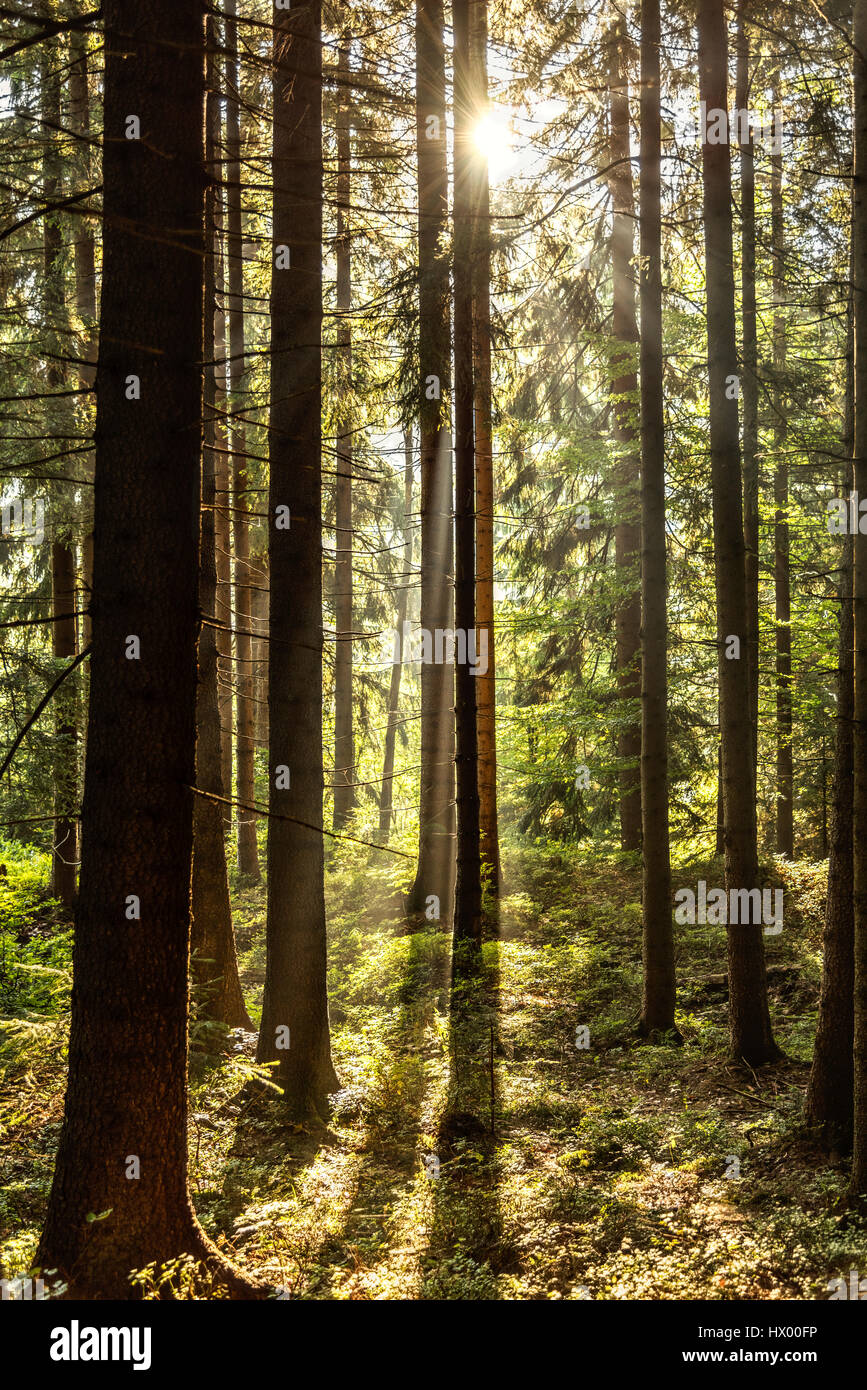Czechia, Hradec Kralove, forest in Giant Mountains National Park Stock ...