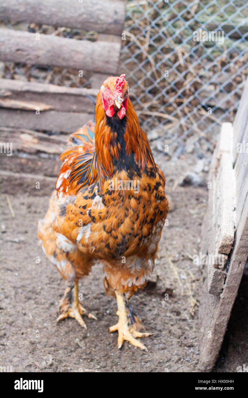 Beautiful cock for horoscope, rooster head as a symbol of the Chinese ...