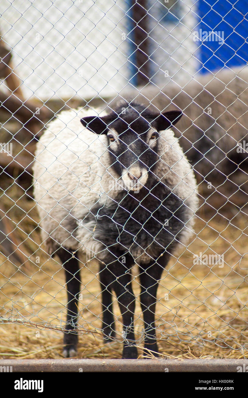 Romanov sheep breed in a pen at the home farm in Australia Stock Photo ...