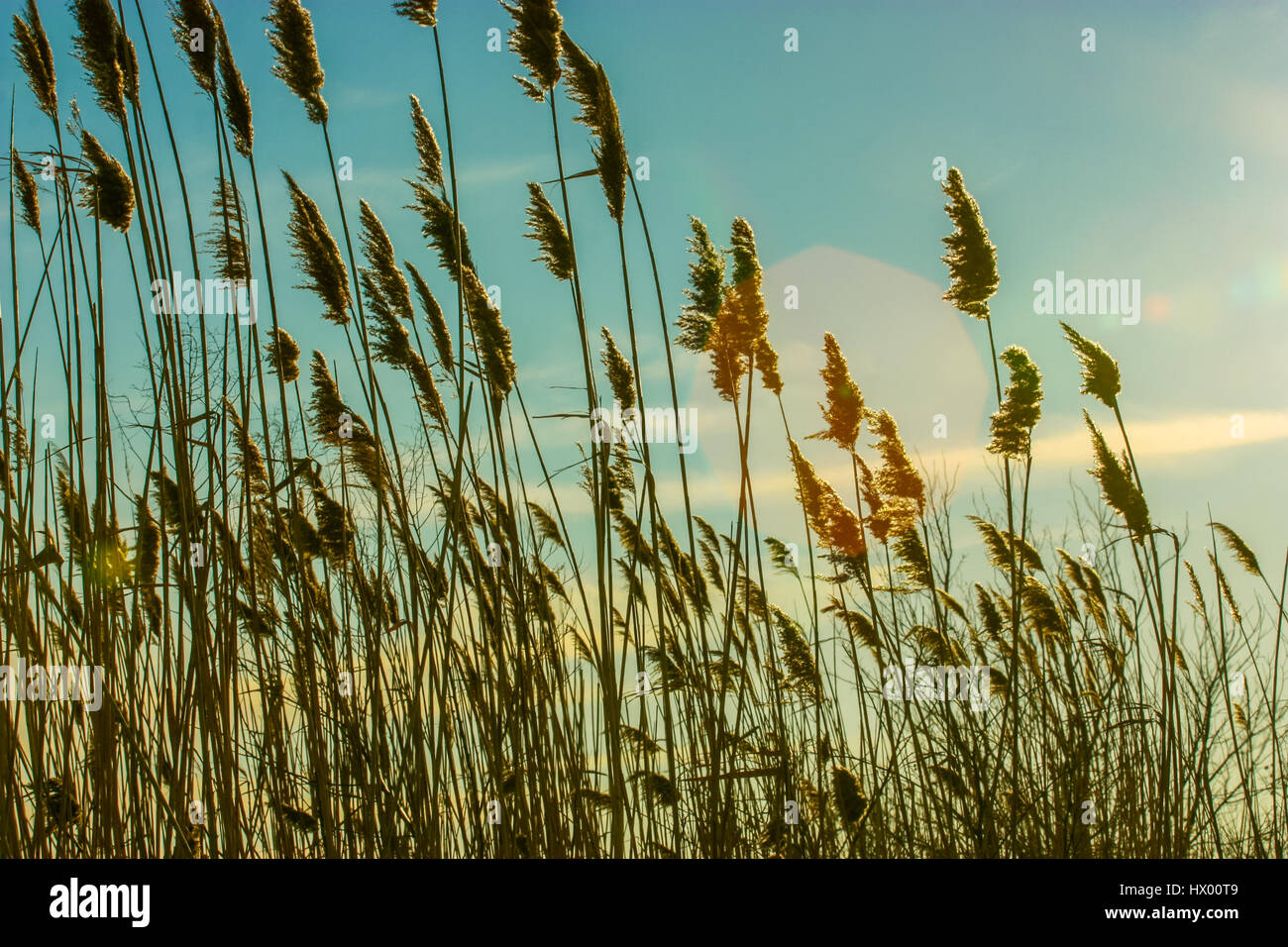 grass in sunset Stock Photo - Alamy