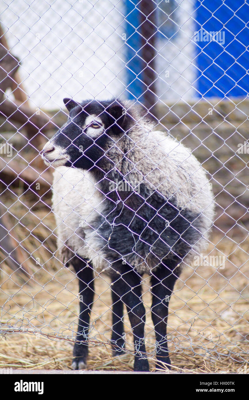 Romanov sheep breed in a pen at the home farm in Australia Stock Photo ...