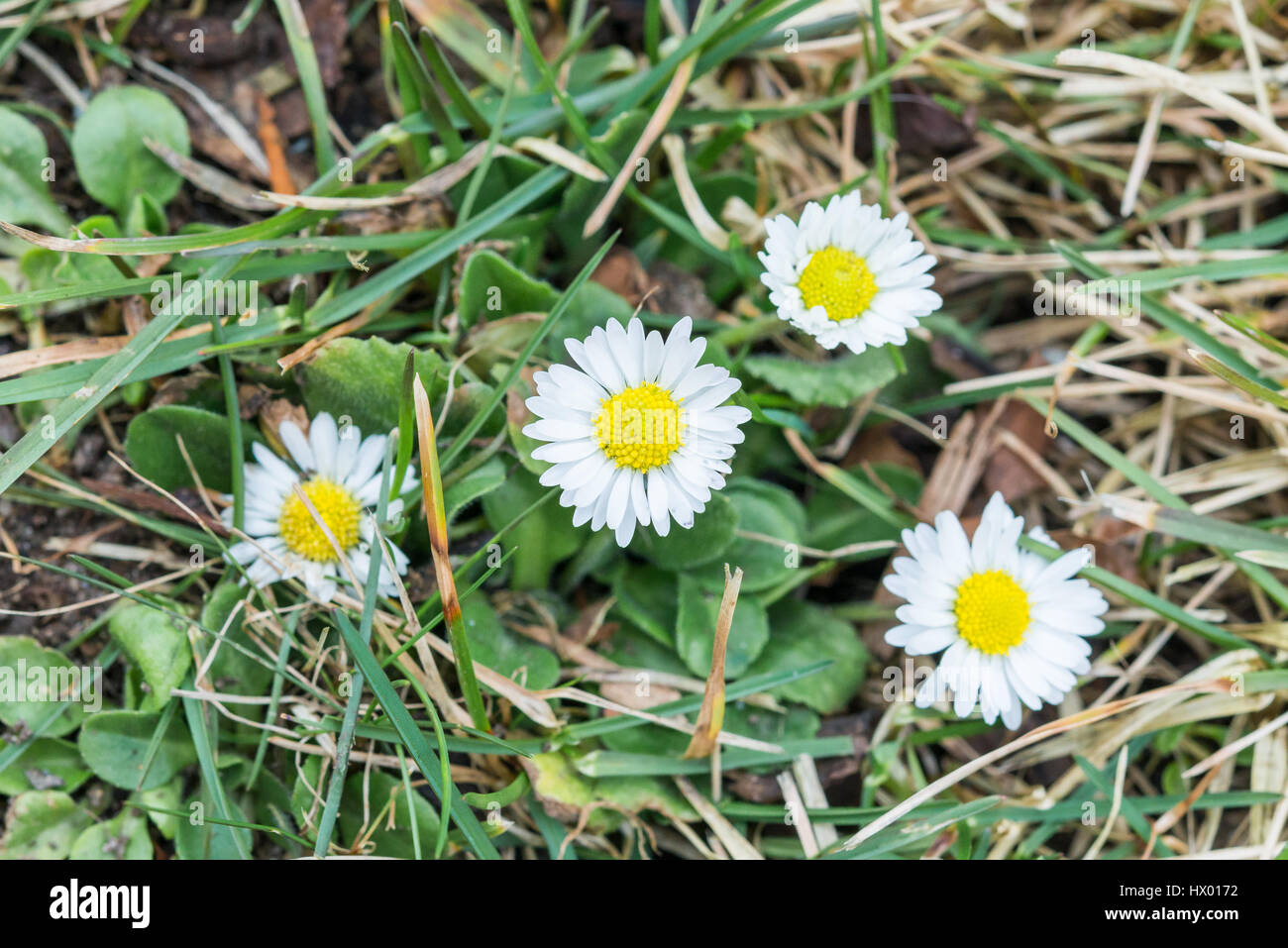 Some daisy flowers on grass in early spring time Stock Photo - Alamy