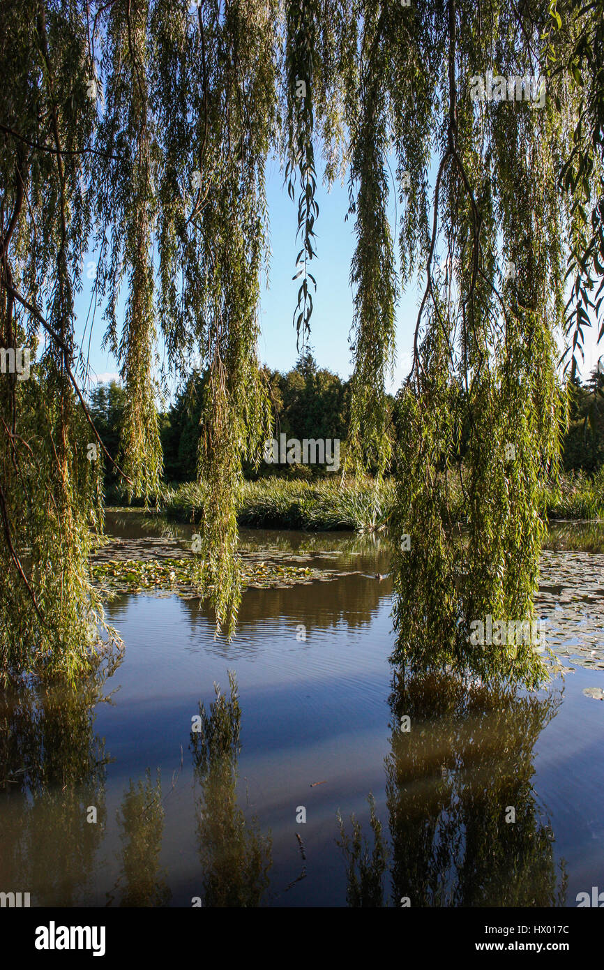 big tree with branches touching a lake Stock Photo - Alamy