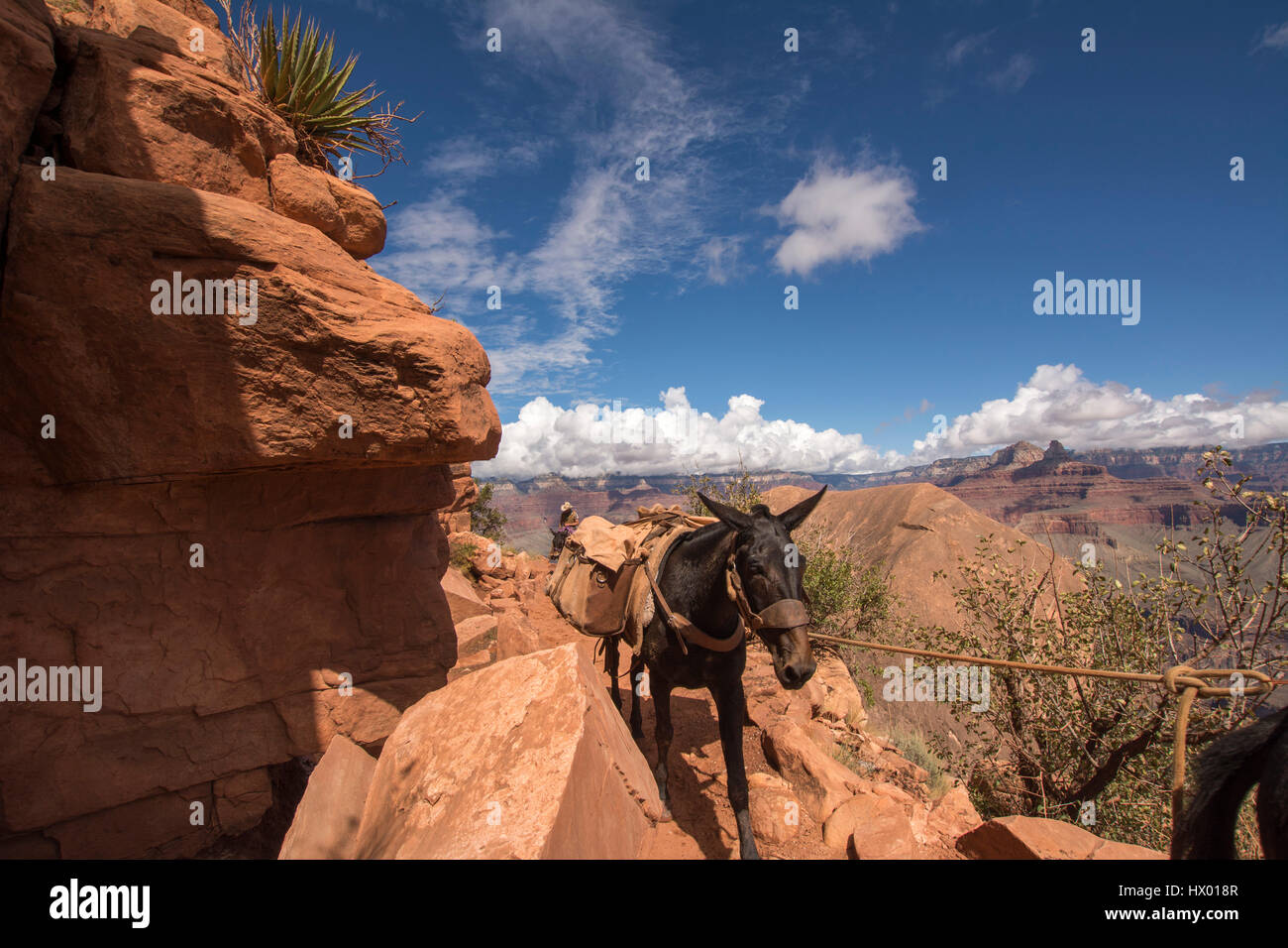USA, Nevada, Grand Canyon National Park, mules transporting Stock Photo ...