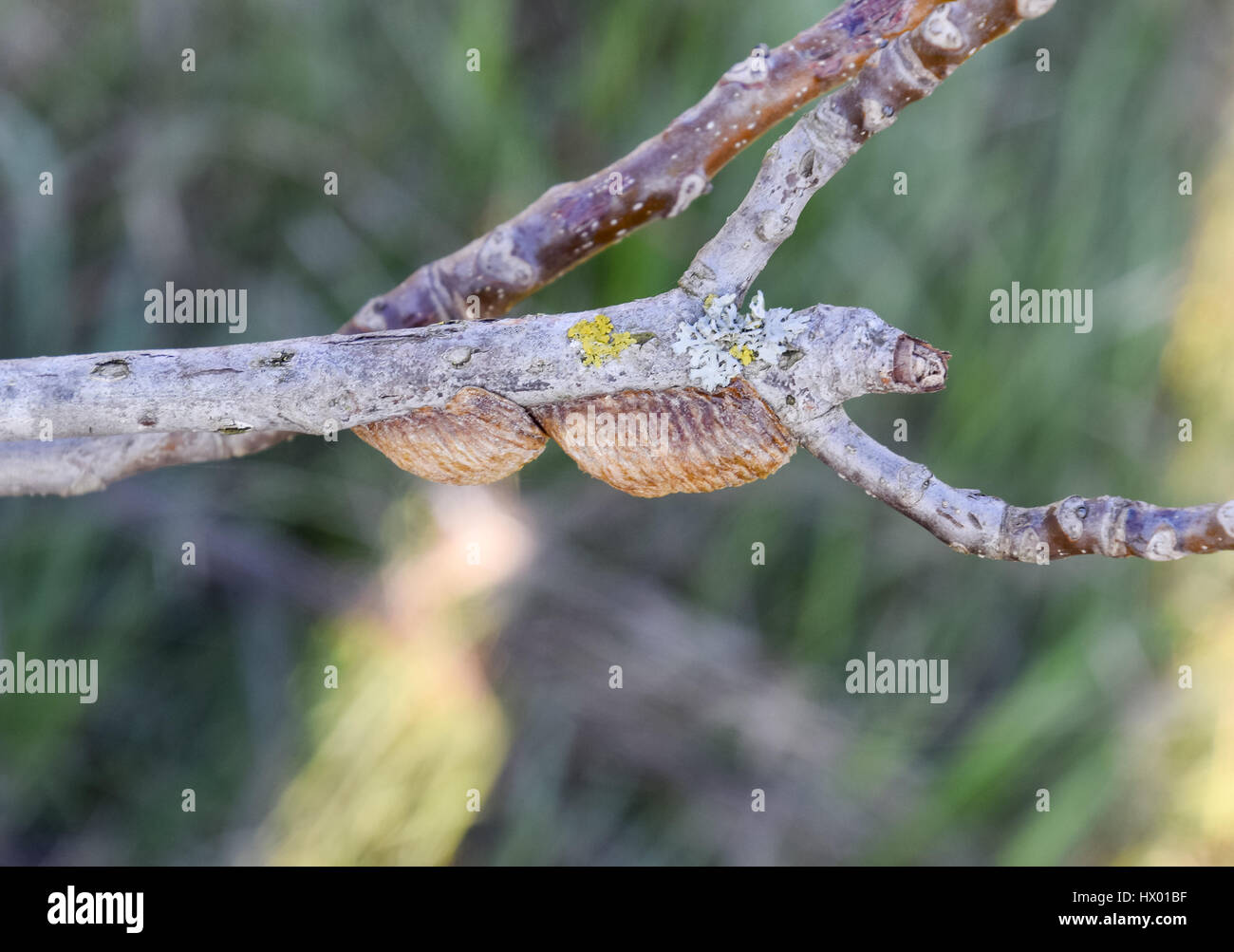Ootheca mantis on the branches of a tree. The eggs of the insect laid ...