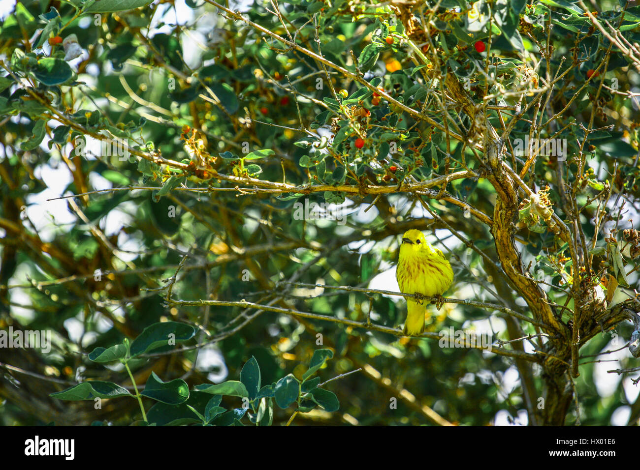 small yellow bird in a green tree Stock Photo - Alamy