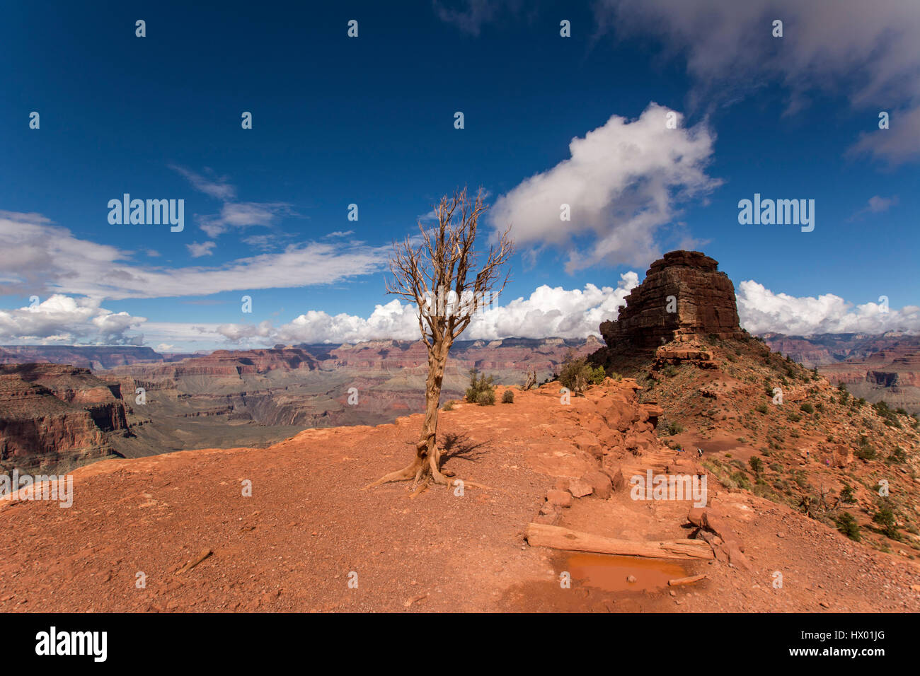 USA, Nevada, Grand Canyon National Park, dead tree Stock Photo - Alamy
