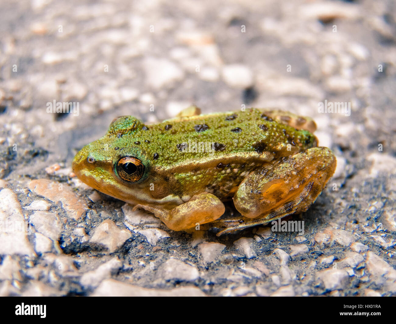 Close-up of a tiny colorful frog on the street Stock Photo - Alamy
