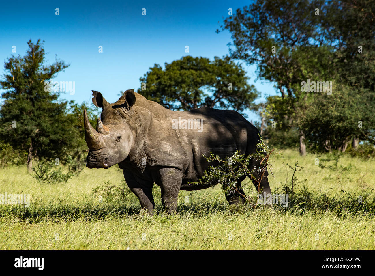 White Rhino Bull grazing and staring Stock Photo - Alamy