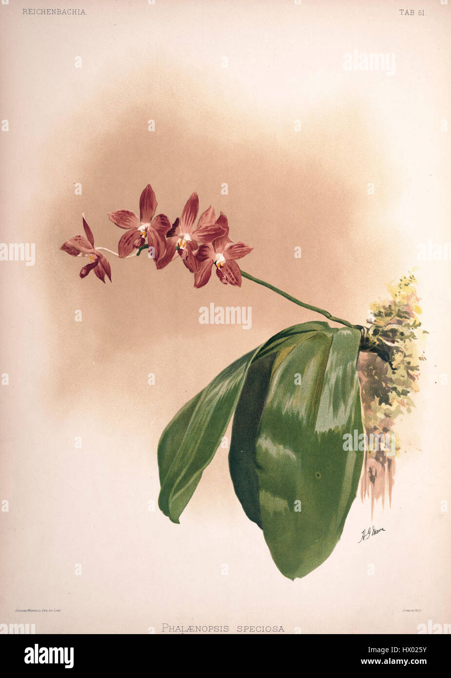 Frederick Sander’s 'Reichenbachia II plate 51' features an illustration ...