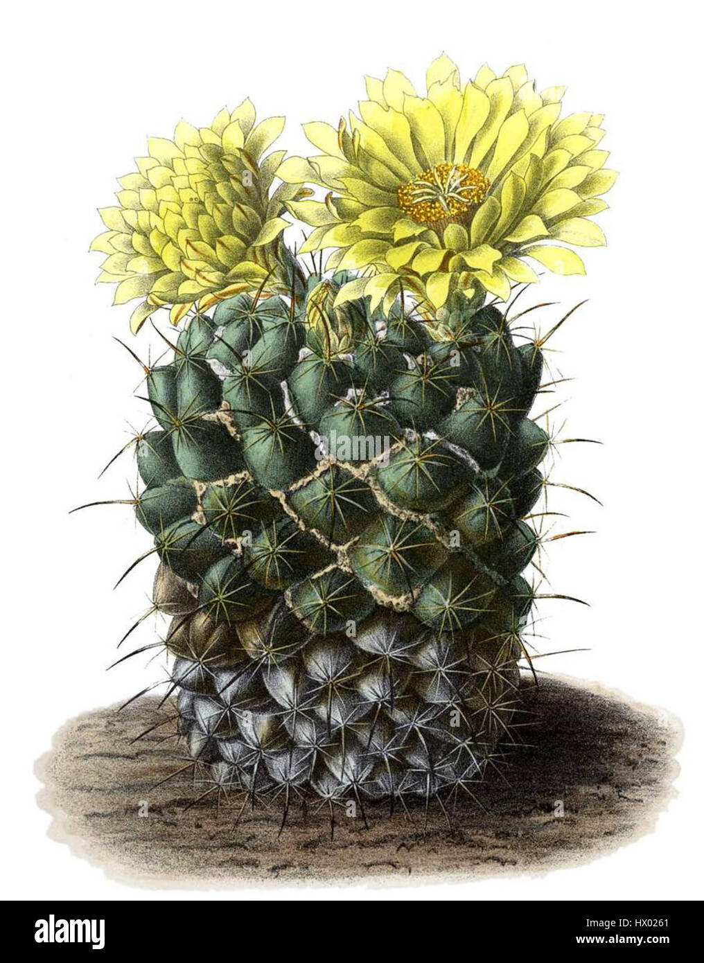 Coryphantha cornifera, commonly known as the horned cactus, is a ...