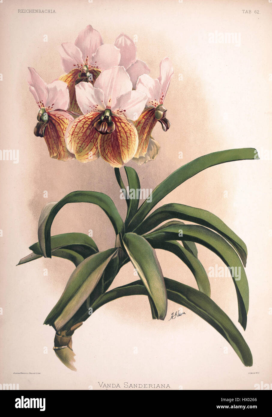 Frederick Sander's 1890 illustration from 'Reichenbachia II' features ...