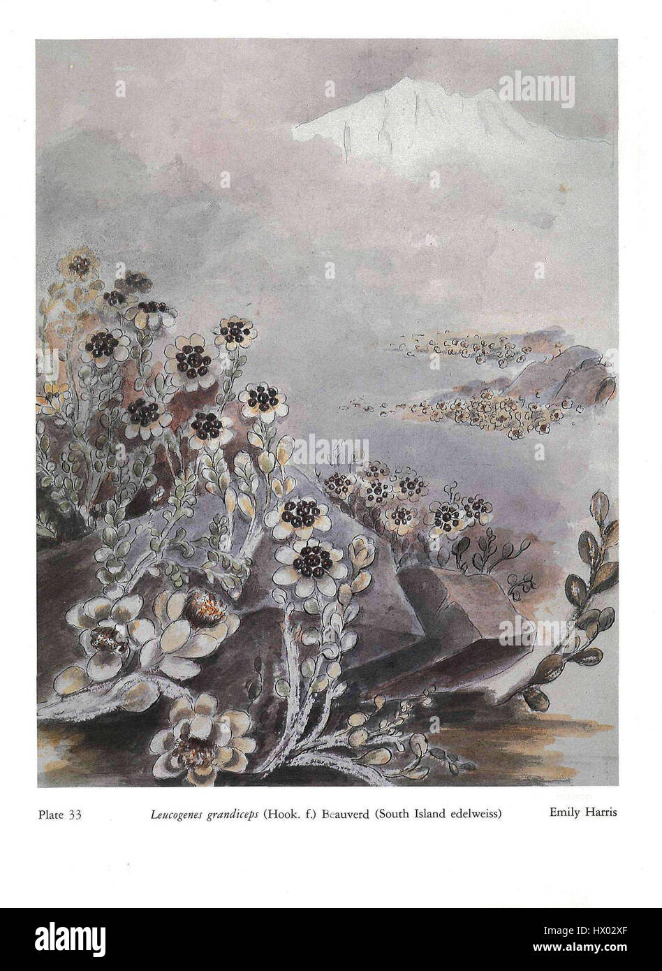 Emily Harris was a renowned artist known for her work in portraiture ...