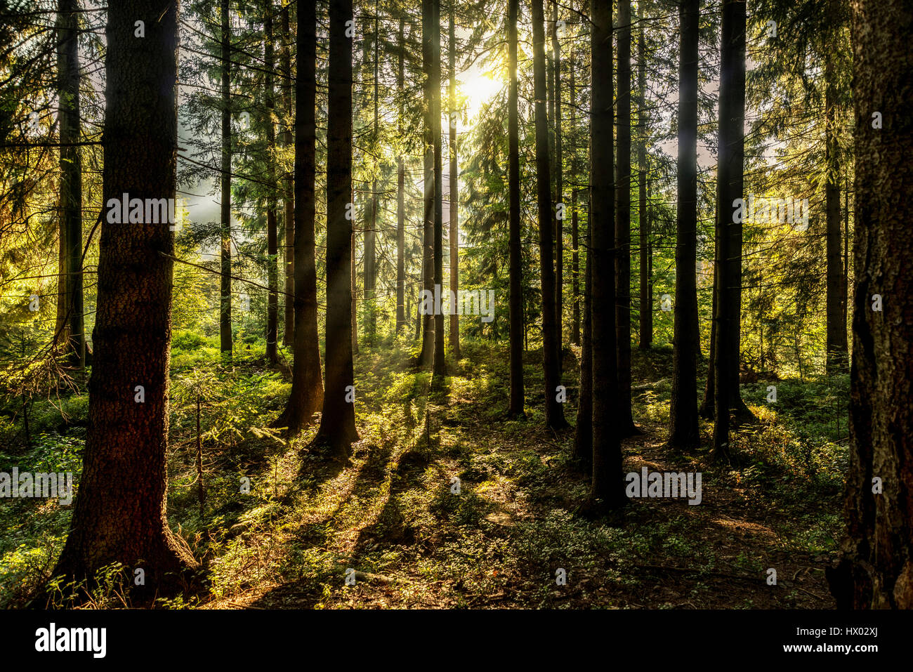 Czechia, Hradec Kralove, forest in Giant Mountains National Park Stock ...