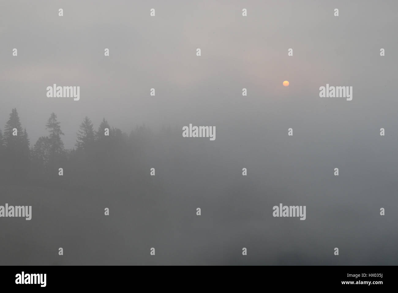 Sunrise on a foggy day in the foothills of the Styrian limestone alps ...