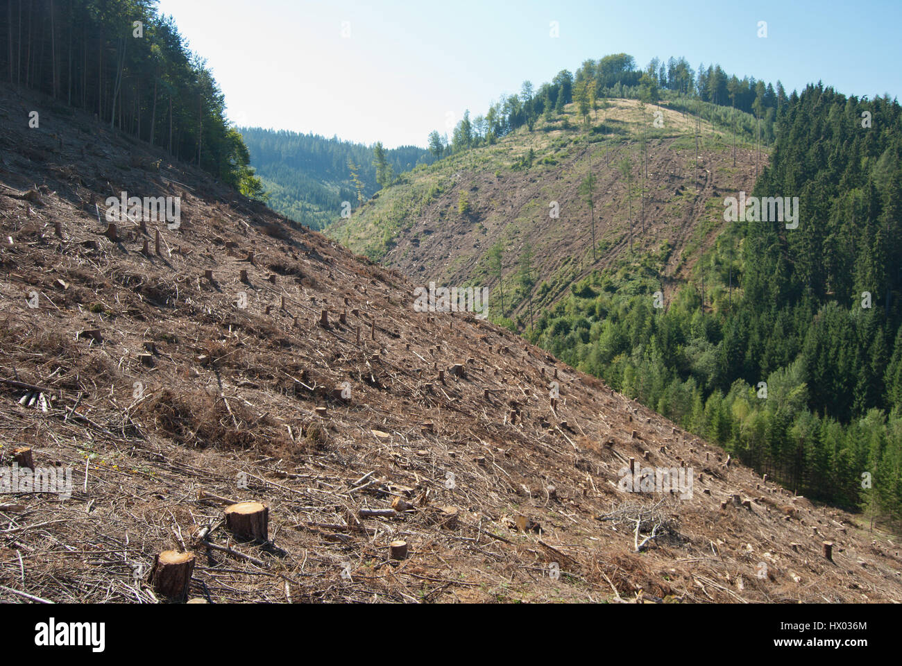 Clear cut forest hi-res stock photography and images - Alamy