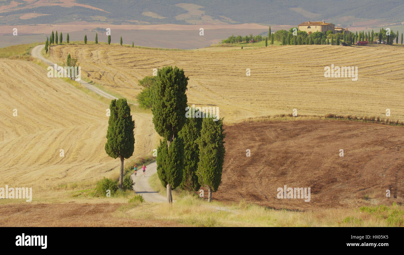 Aerial view of trees on winding road in farm fields in rural landscape ...