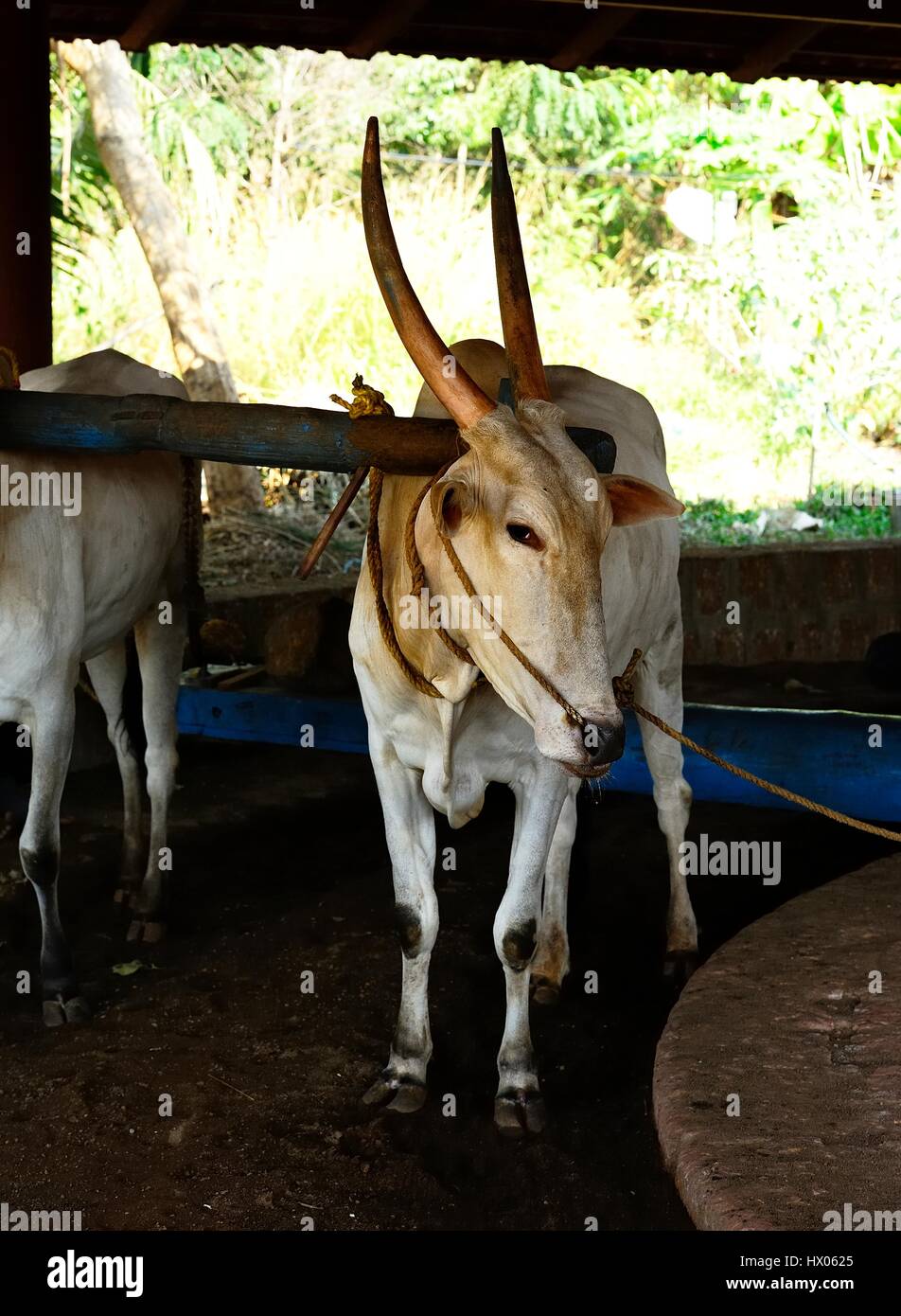 Seeds ox hi-res stock photography and images - Alamy