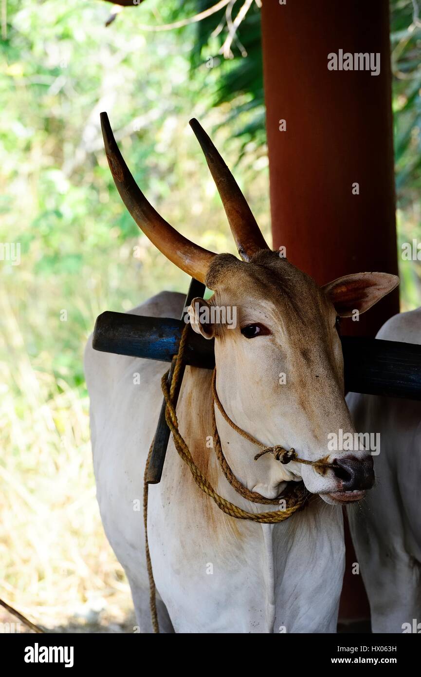 Single Ox milling sesame seeds Stock Photo - Alamy