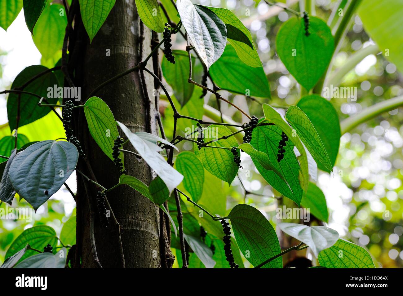 Black pepper trees piper nigrum hi-res stock photography and images - Alamy