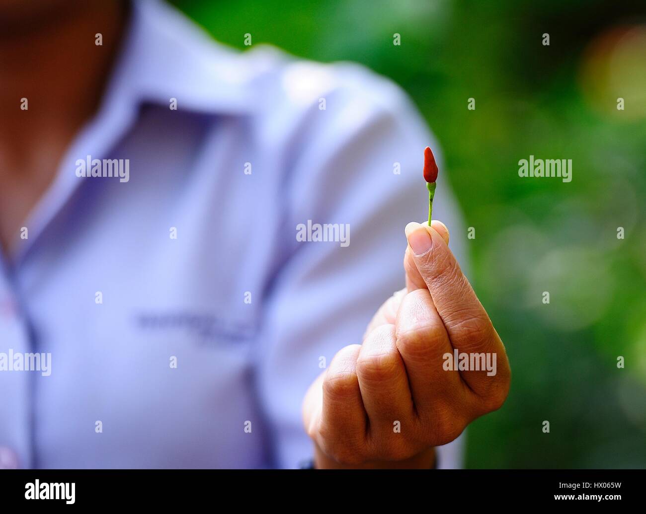 Bird's eye chilli of Kerala Stock Photo - Alamy