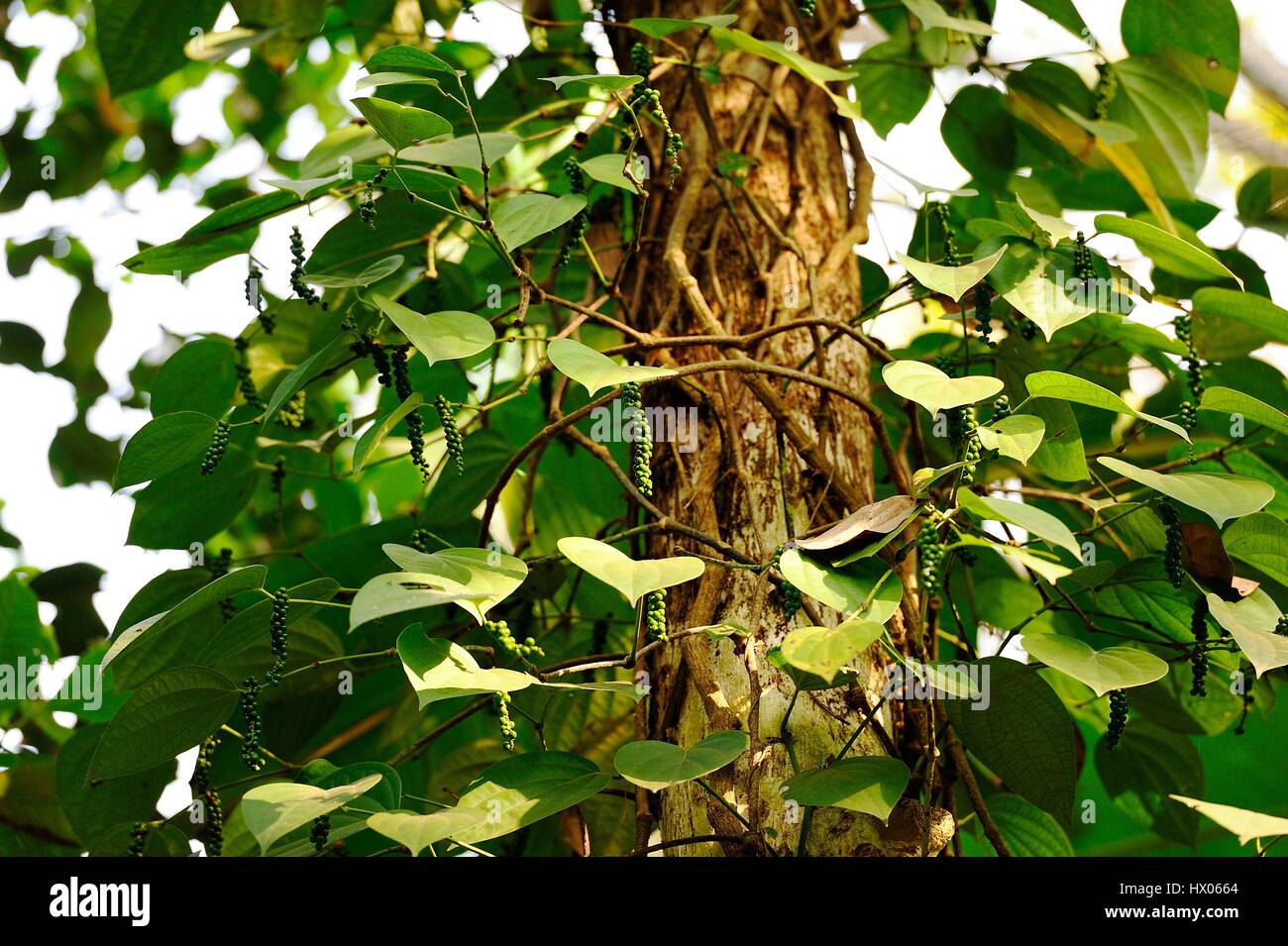 Piperaceae Leaf Stock Photos & Piperaceae Leaf Stock Images - Alamy