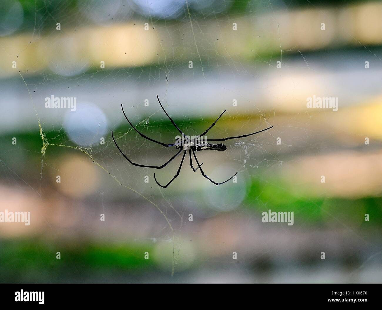 Northern golden orb weaver hi-res stock photography and images - Alamy